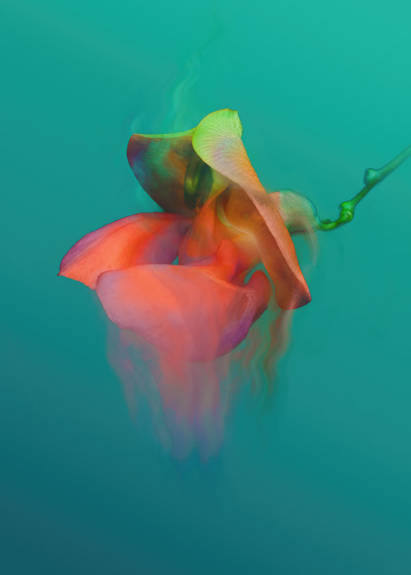 Snail Vine - Akasha Art Editions